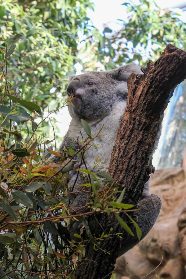 A Koala is Sitting on a Tree Branch Stock Image - Image of forest ...