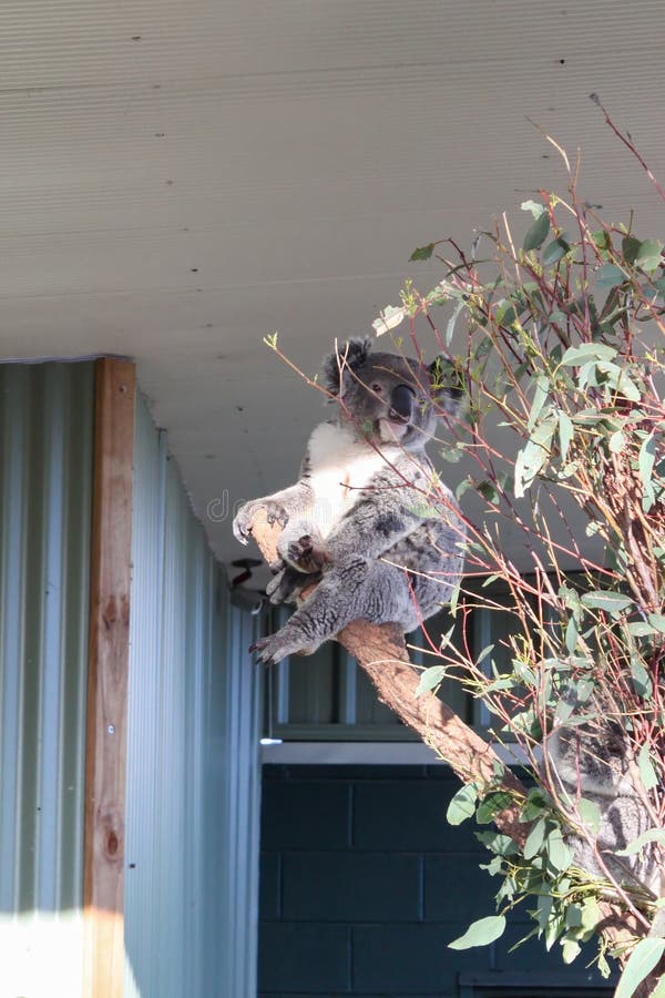 A Koala is Sitting on a Tree Branch Stock Image - Image of building ...
