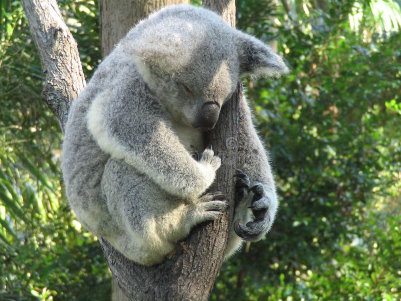 Yawning Koala stock photo. Image of yawn, koala, yawning - 1546020