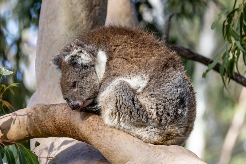 Koala sleeping stock image. Image of arboreal, koala - 290878279