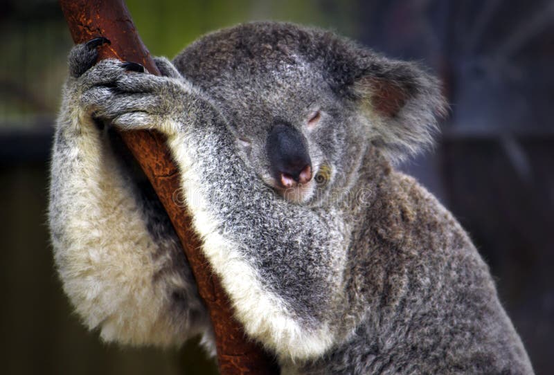 Koala Paws stock image. Image of grey, claws, endangered - 33567379