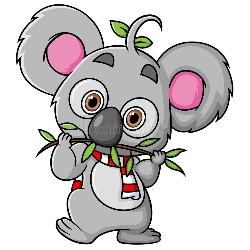 The Koala is Standing and Eating Twigs while Looking at Camera Stock ...