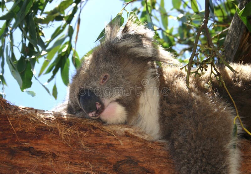 Koala stock image. Image of wild, grass, farm, snout, cute - 3345639