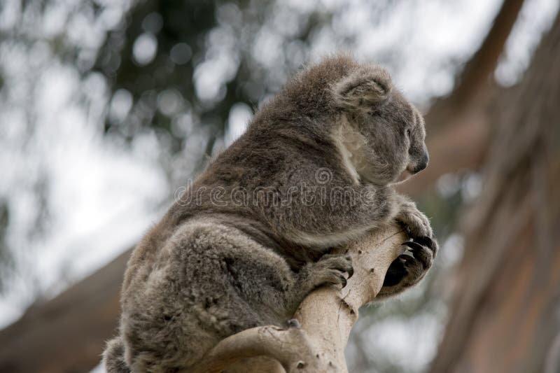 Koala side view stock image. Image of white, bear, chest - 103687557