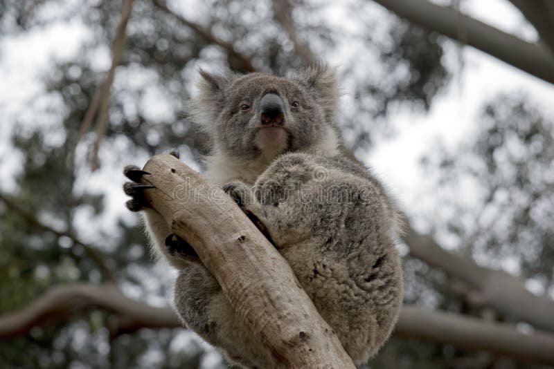 The Koala is at the Top of the Tree, the Koala is a Marsupial with a ...