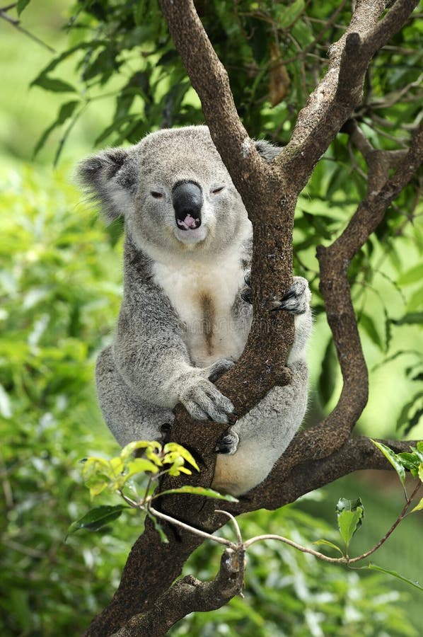 160+ Koala tree Free Stock Photos - StockFreeImages