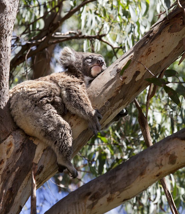 168 Koala Hanging Tree Stock Photos - Free & Royalty-Free Stock Photos ...