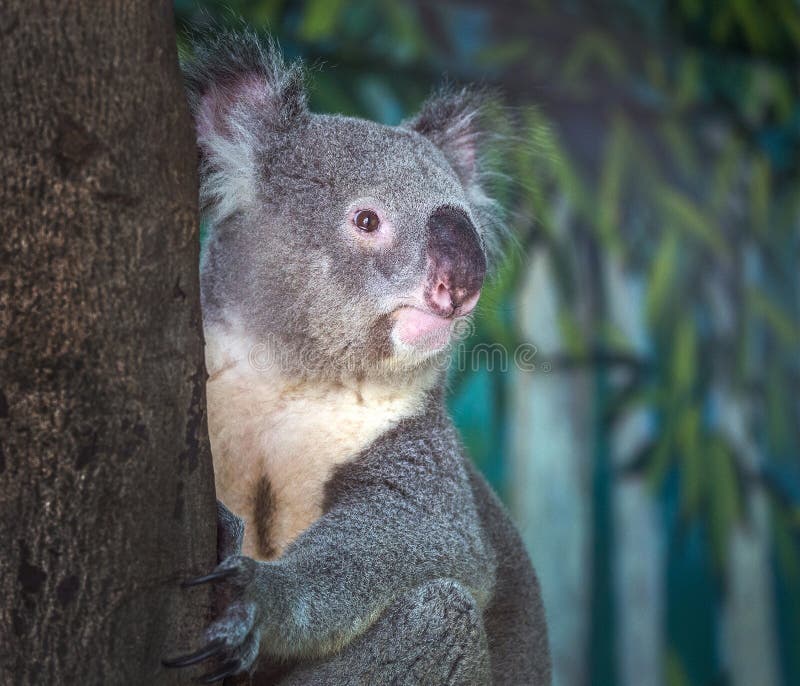 Koala on the tree. stock photo. Image of branch, australia - 278491286