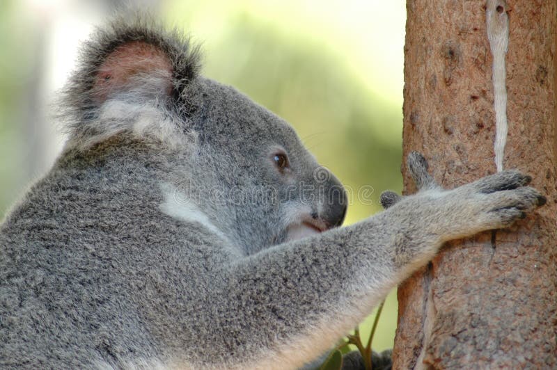 Koala in Tree stock image. Image of grasp, australia, wildlife - 282191