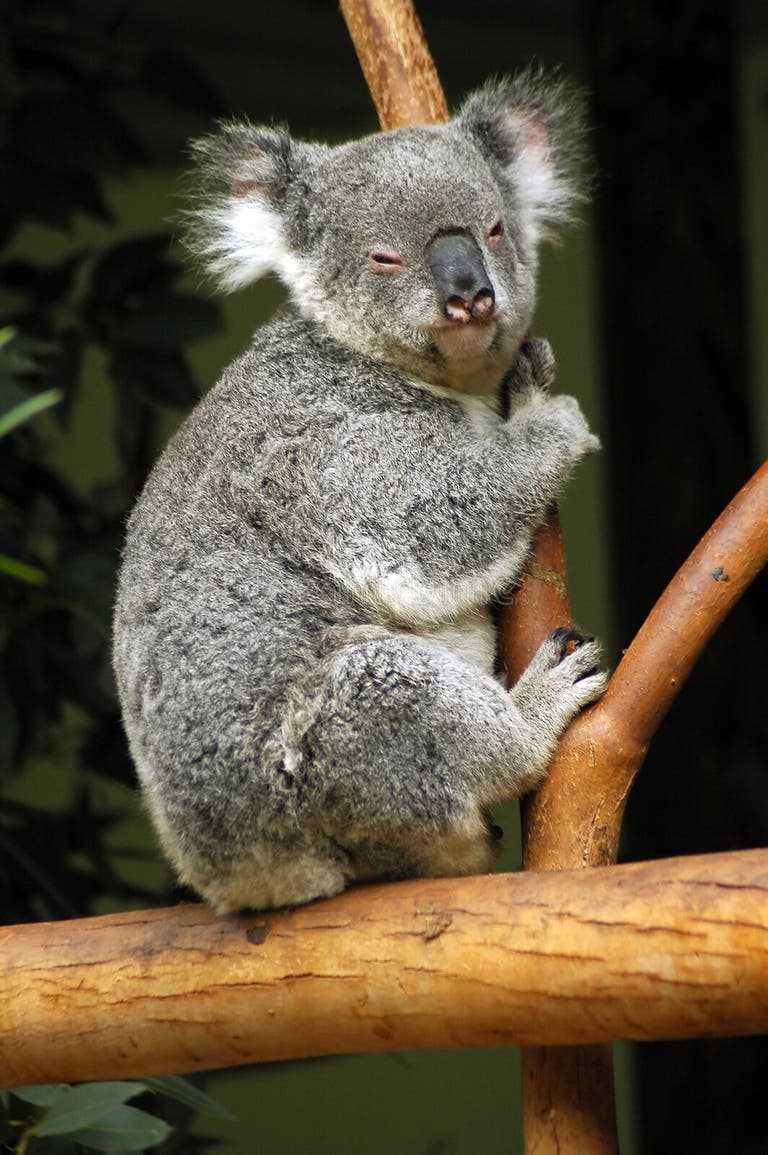 360 Iconic Australian Eucalyptus Tree Koala Stock Photos - Free ...
