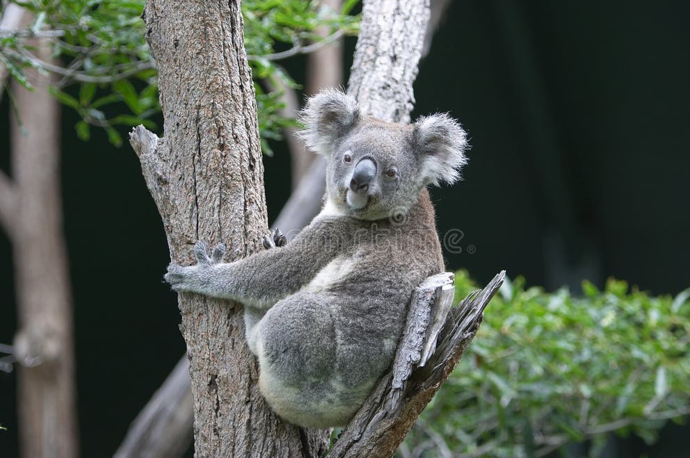 Koala in Tree stock photo. Image of koala, marsupial, eucalyptus - 369550