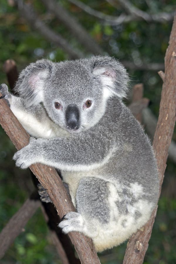 Koala in Tree stock photo. Image of indigenous, fauna, nose - 473324