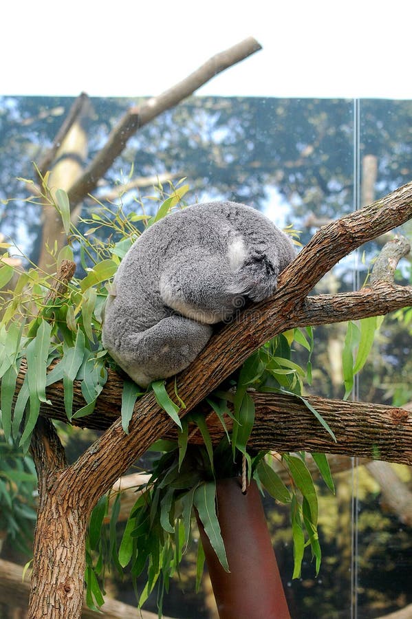 Koala on tree stock photo. Image of outdoors, australian - 5428652
