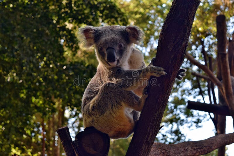 Koala on a Tree Branch Eucalyptus Stock Image - Image of marsupial ...