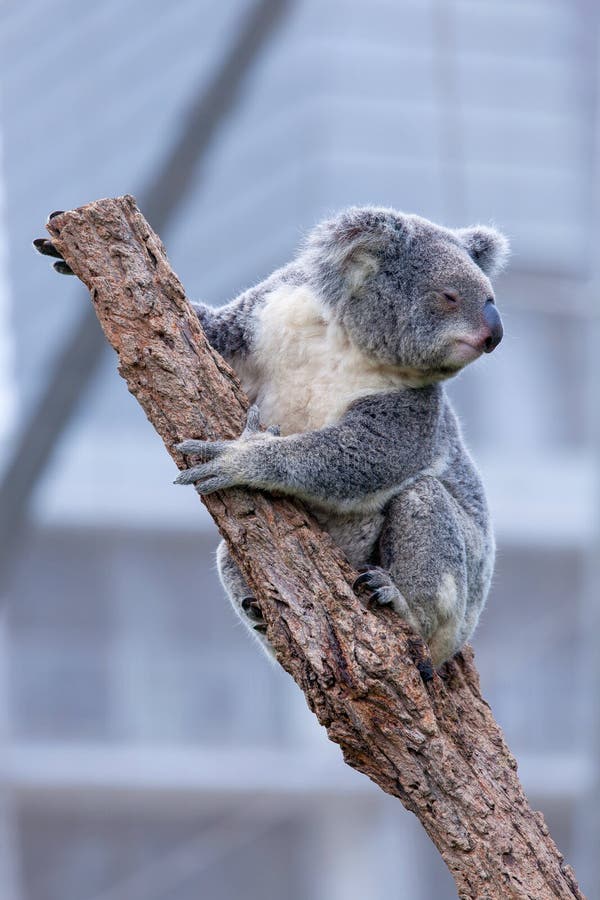 Koala on a tree branch stock photo. Image of pouch, native - 83092748
