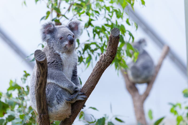 Koala on a tree branch stock photo. Image of pouch, native - 83092748