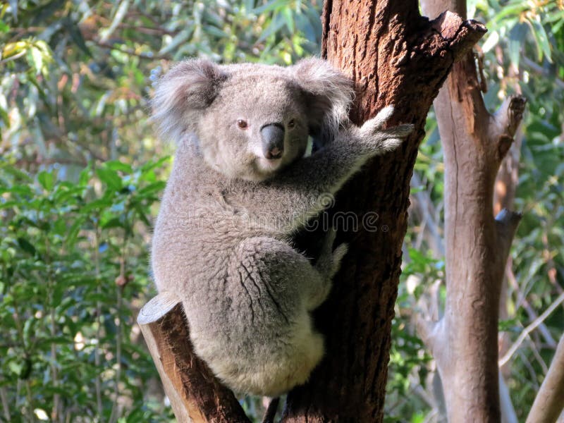 Koala on a tree stock image. Image of fluffy, bear, antipodes - 89843865