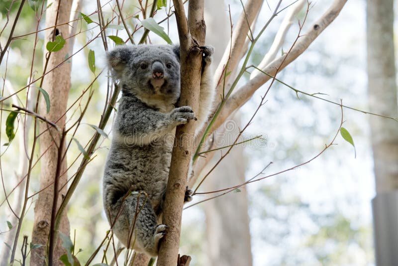 Koala in a tree stock image. Image of tree, gray, eyes - 125380495