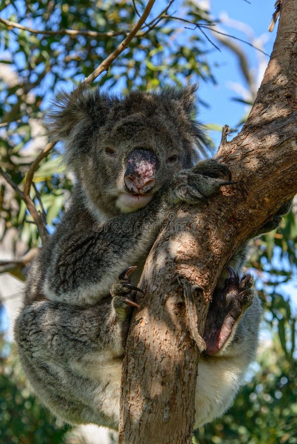 Koala on a tree stock photo. Image of wild, landscape - 36633482