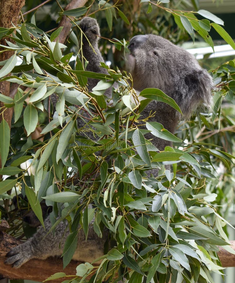 A Koala is Chilling Out on Eucalyptus Tree Stock Image - Image of ...