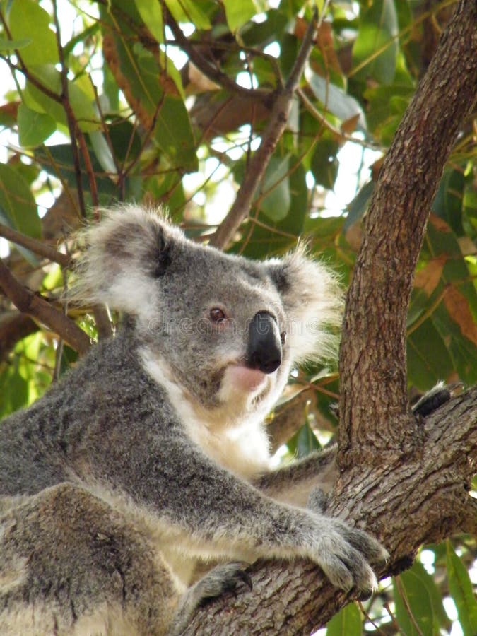 Koala in tree stock image. Image of nature, australia - 361903585