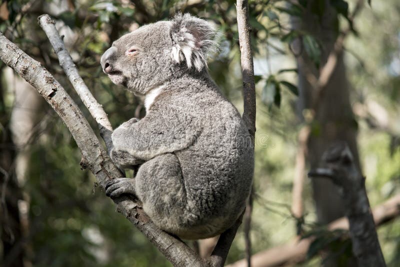 Koala Bear Side View Stock Photos - Free & Royalty-Free Stock Photos ...