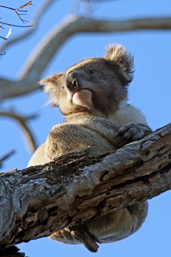 Koala standing on a branch stock photo. Image of forest - 65581712