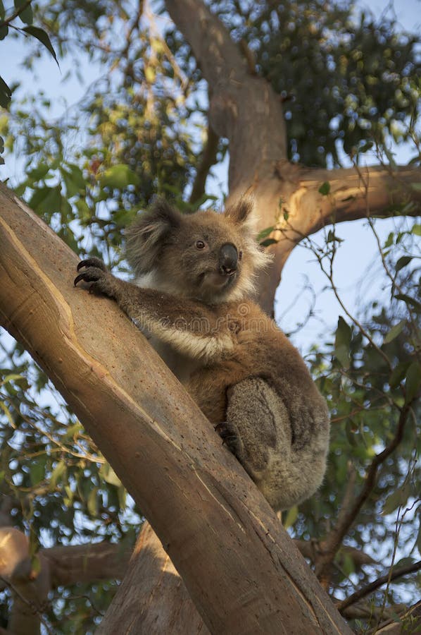 Koala on tree at sunset stock image. Image of koala, australia - 48817073