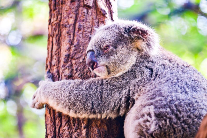 Koala on the tree stock photo. Image of thailand, mammal - 263642986