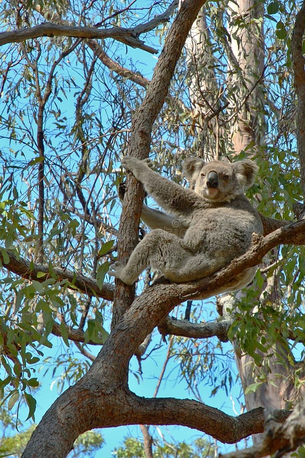 Koala up a gum tree stock photo. Image of body, metabolism - 33916