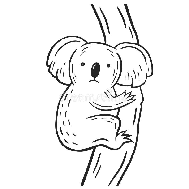 Koala. Vector Linear Drawing by Hand Stock Illustration - Illustration ...