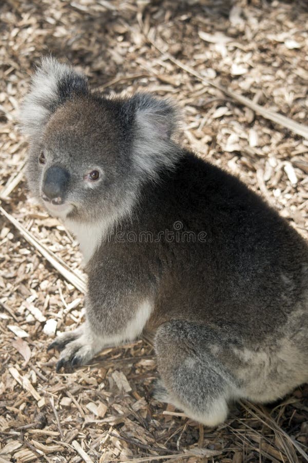 Koala close up stock photo. Image of nose, white, furry - 112780518