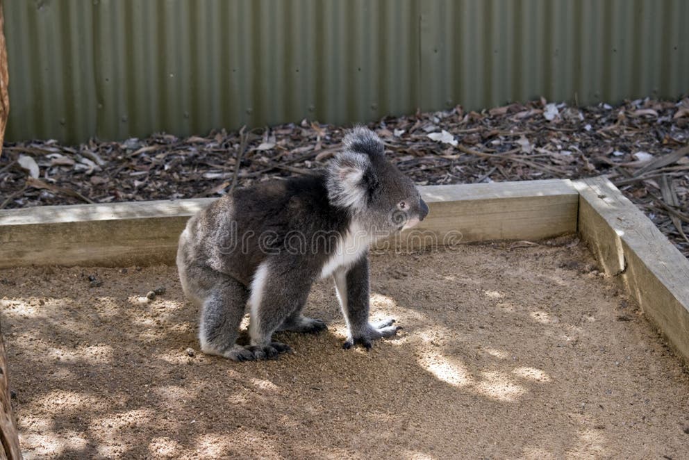 Koala side view stock photo. Image of black, bear, ears - 112780588