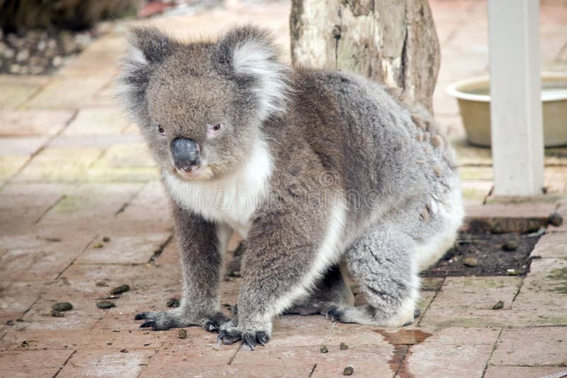 Koala walking side view stock photo. Image of claws - 103687514