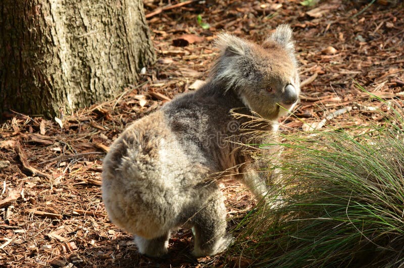 Koala walking on ground stock image. Image of copy, cinereus - 40258337
