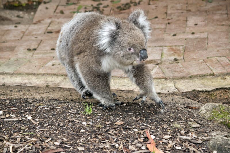 Koala walking side view stock photo. Image of claws - 103687514