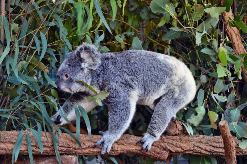 Koala walking side view stock photo. Image of claws - 103687514
