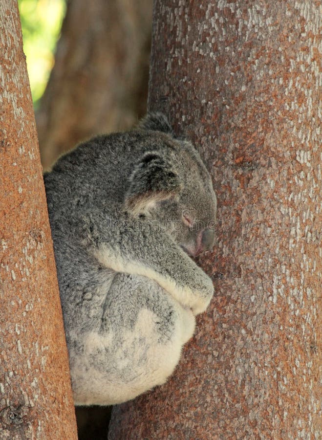 Koala Hiding High In On The Eucalyptus Tree. Australia, Kangaroo Island ...
