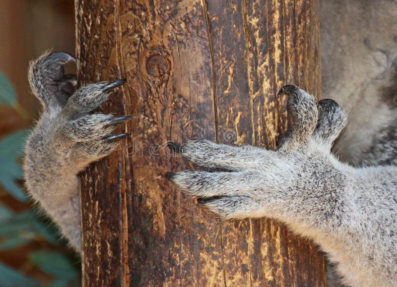 Koalafötter fotografering för bildbyråer. Bild av känguruunge - 33567379