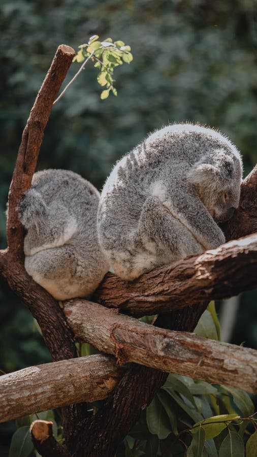 Koalas sleeping a nap stock image. Image of australia - 303315093