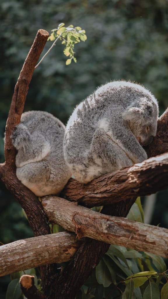 Koalas sleeping a nap stock image. Image of australia - 303315093