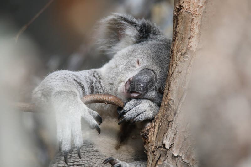 Koalas and Their Love for Naps. Stock Photo - Image of wild, branch ...
