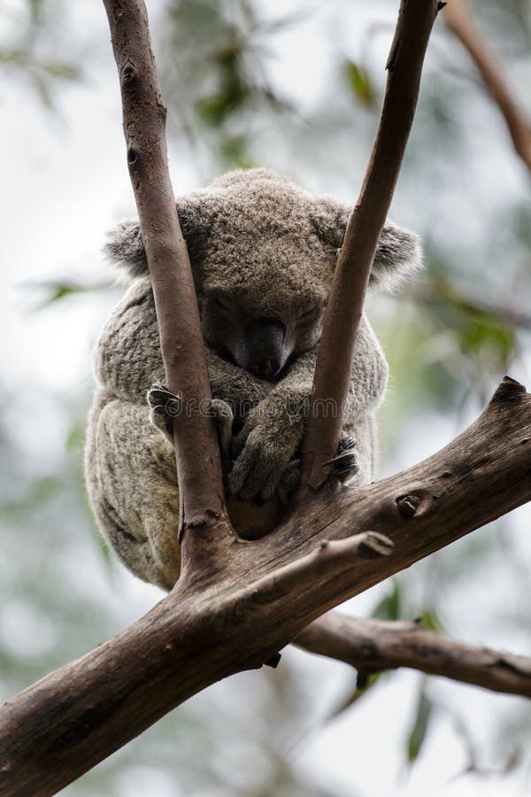 Cute koala stock photo. Image of sloth, koala, time - 106989800