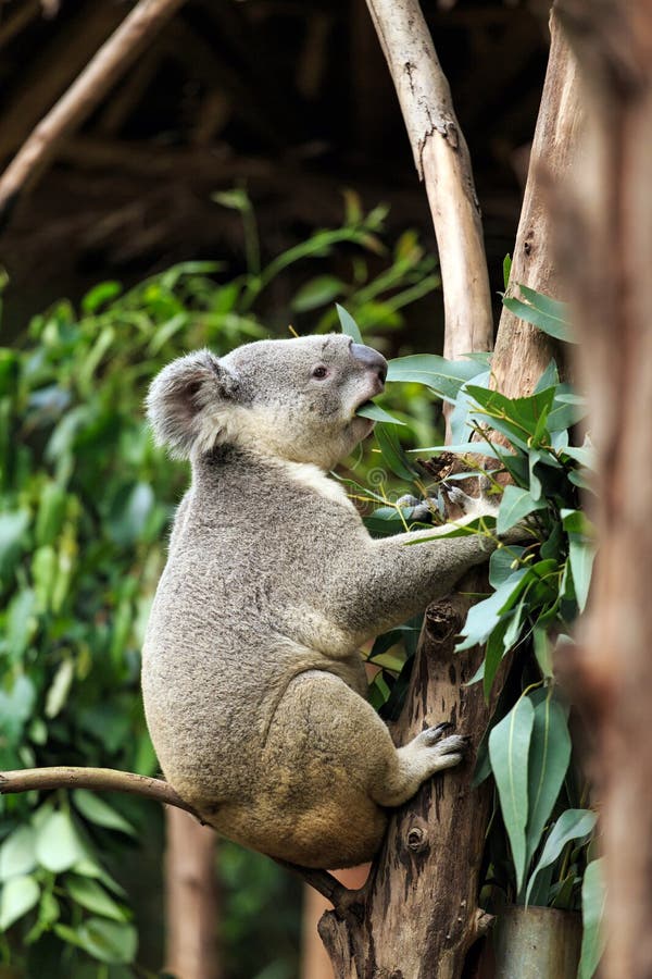 Cute koala stock photo. Image of vertical, natural, time - 106989844