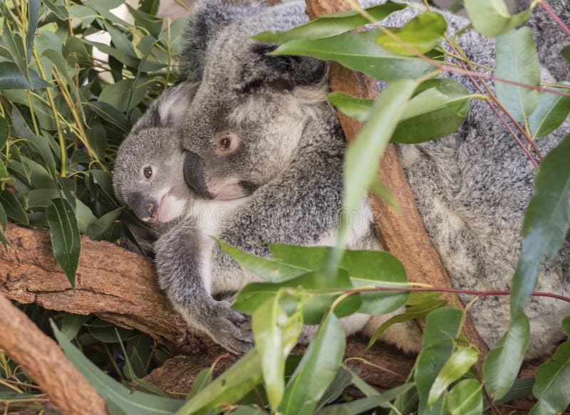 Koalo Bear Wit Its Baby Native To Australia Stock Photo - Image of lazy ...