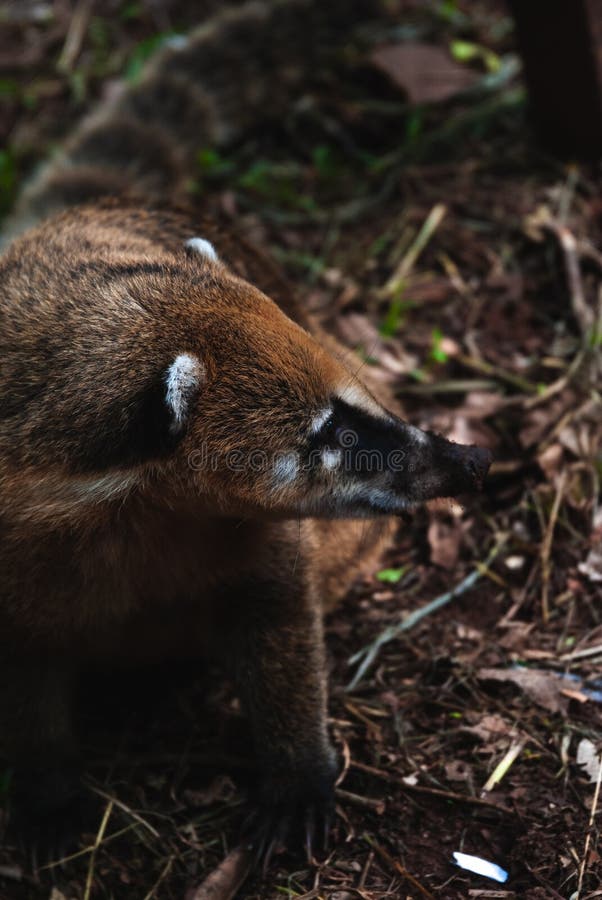 Beautiful Koati Stock Photos - Free & Royalty-Free Stock Photos from ...