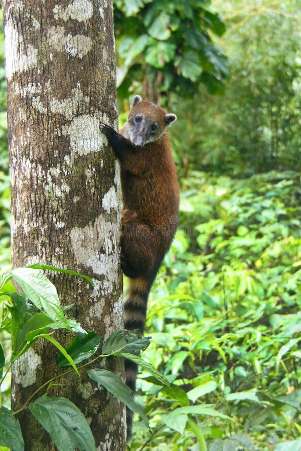 Koati in the forest stock image. Image of jungle, focus - 189726637