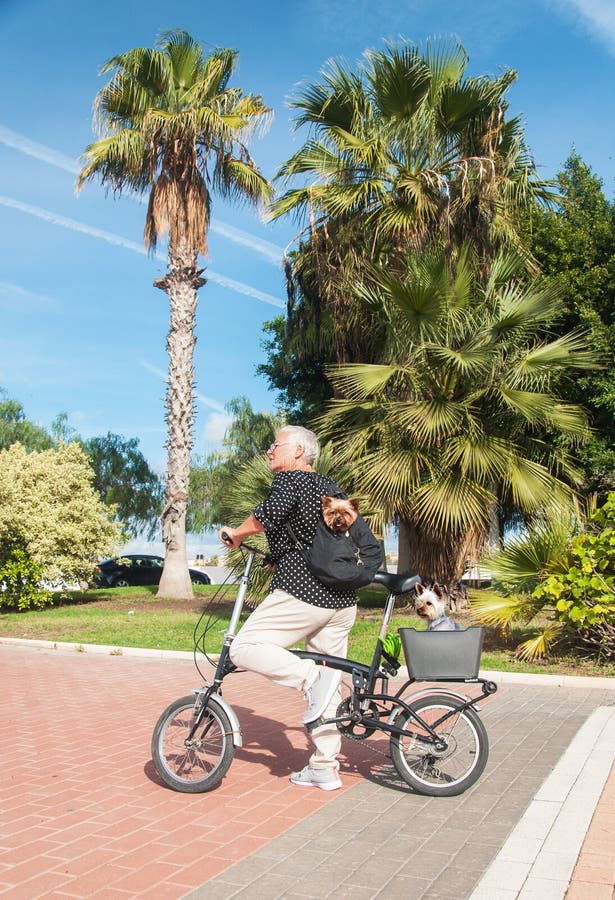 Lato Pies Na Rowerze Zdjęcia Stock - Pobierz 79 Zdjęcia Royalty Free