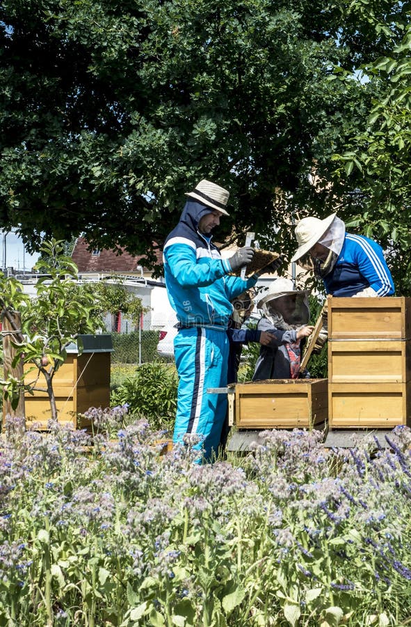 05.07.2017 Koblenz Germany - Beekeeper Teaching Kids in Hive Watching ...