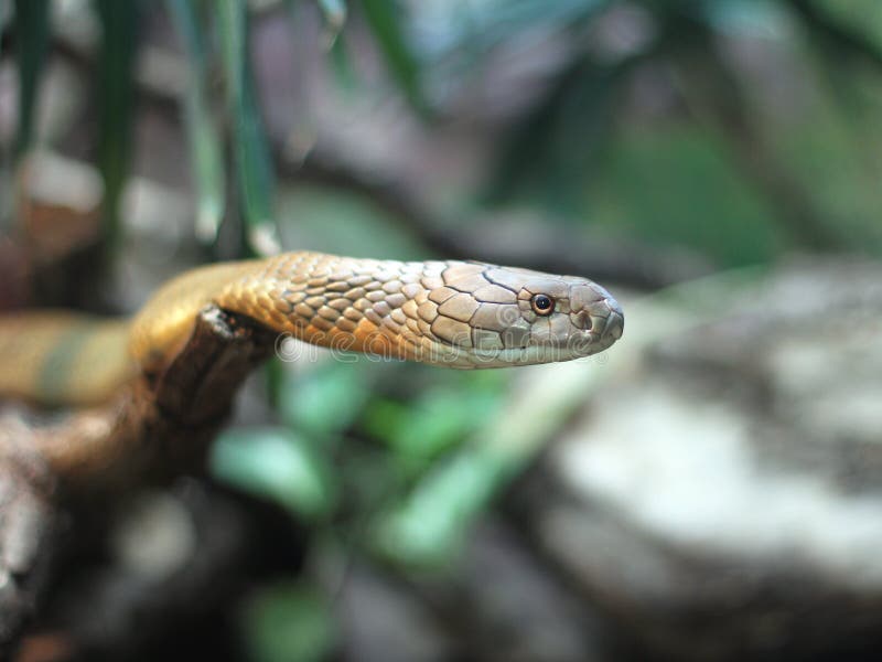 Kobra arkivfoto. Bild av indien, pakistanier, farligt - 21367080
